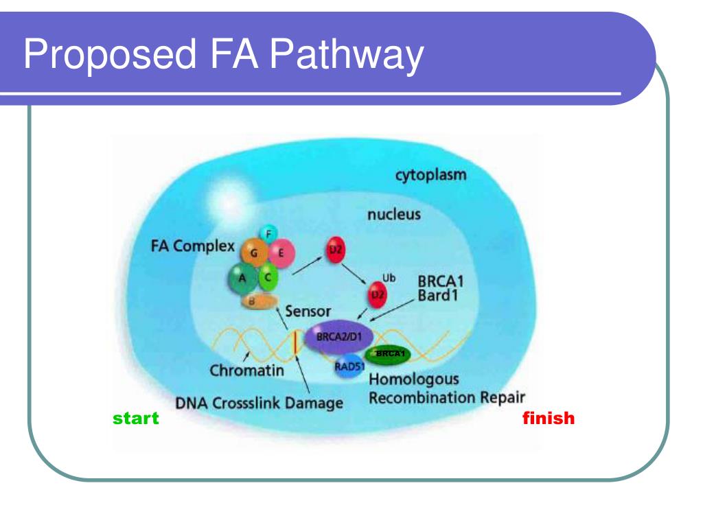 PPT - FANCD2: Fanconi Anemia and Cancer PowerPoint Presentation, free ...