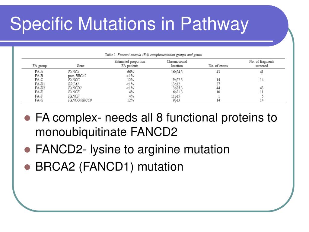 PPT - FANCD2: Fanconi Anemia and Cancer PowerPoint Presentation, free ...