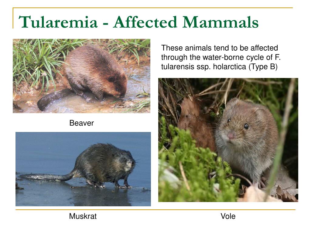 Tularemia In Dogs