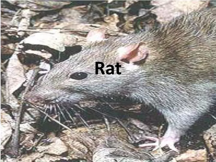 PPT - Rat PowerPoint Presentation, free download - ID:6802640