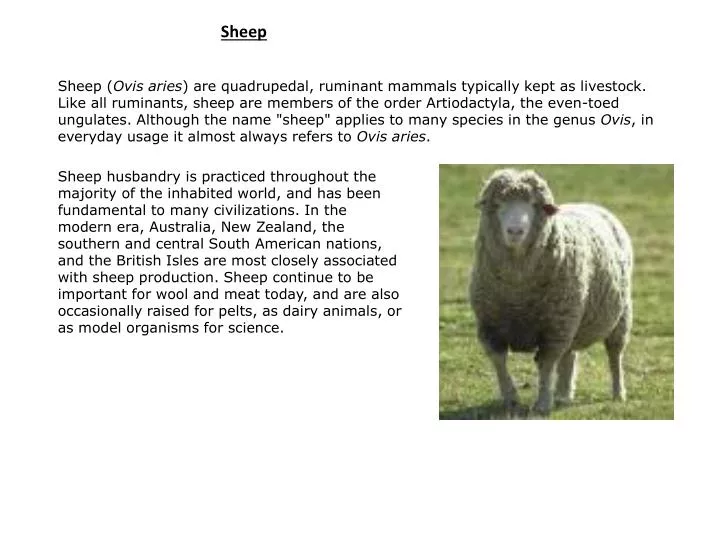 PPT - Sheep PowerPoint Presentation, free download - ID:6802678