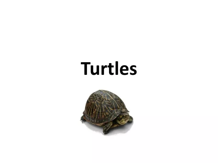 PPT - Turtles PowerPoint Presentation, free download - ID:6802713