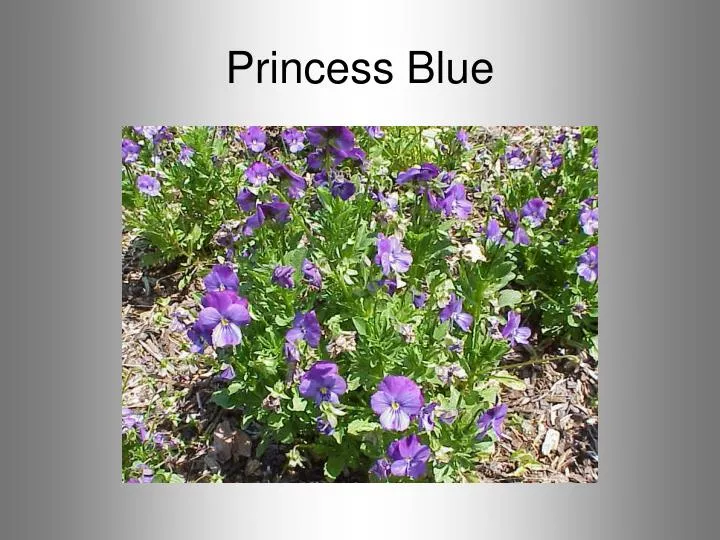PPT - Princess Blue PowerPoint Presentation, free download - ID:6803783