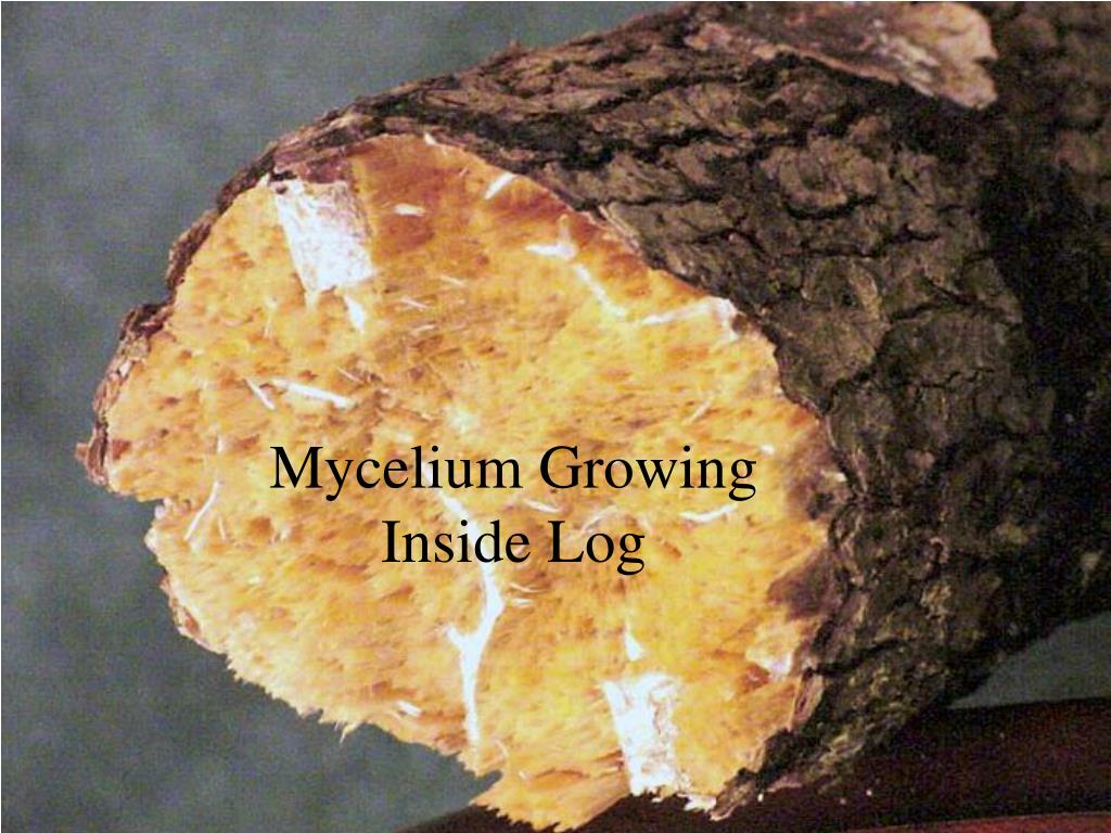 PPT - Mississippi Natural Products Association PowerPoint Presentation ...