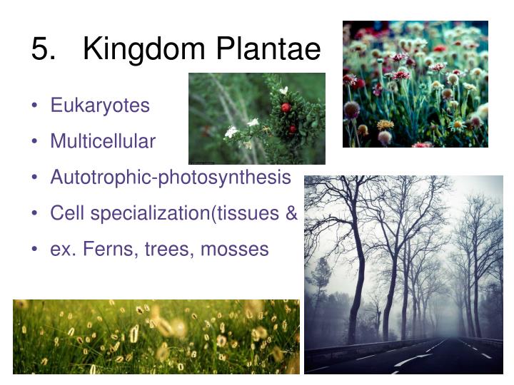 Plantae Kingdom Characteristics