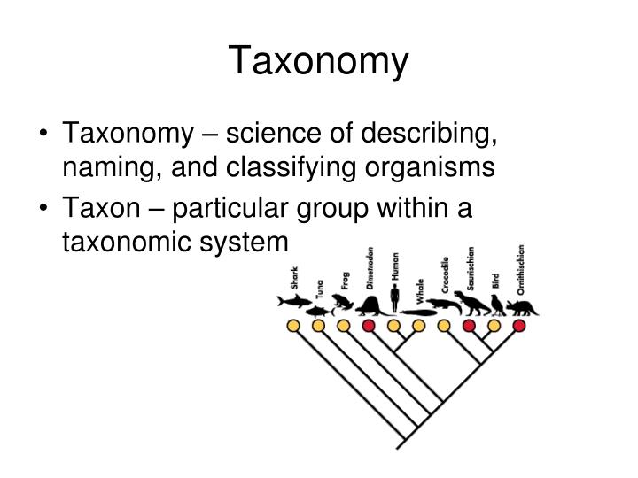 PPT - Chapter 17: Classification PowerPoint Presentation - ID:6804720