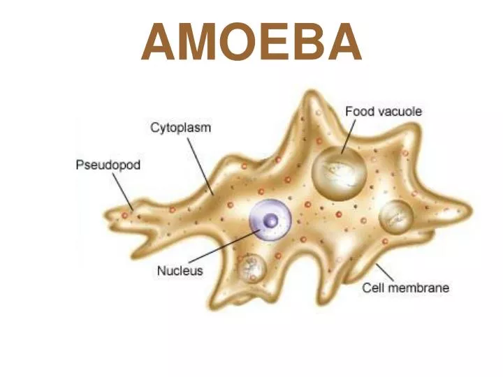 PPT - AMOEBA PowerPoint Presentation, free download - ID:6804816