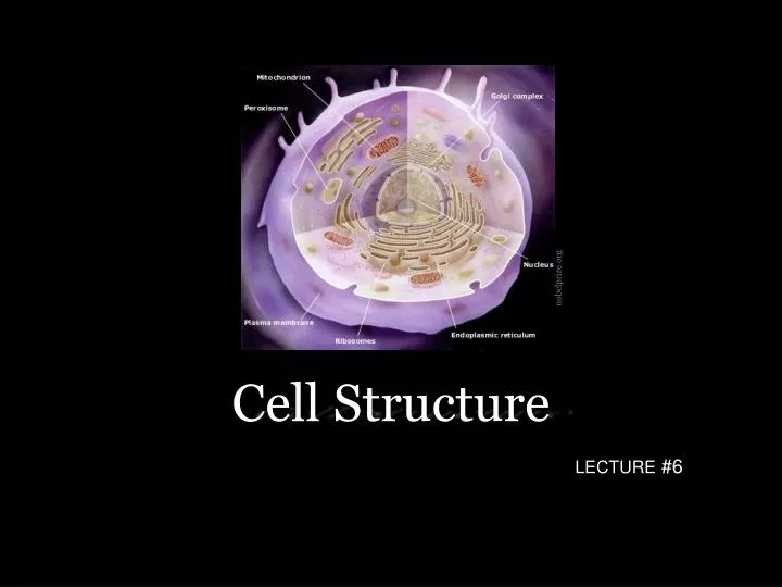 PPT - Cell Structure PowerPoint Presentation, free download - ID:6805170