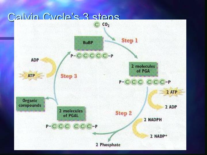 PPT - The Calvin Cycle PowerPoint Presentation - ID:6808242