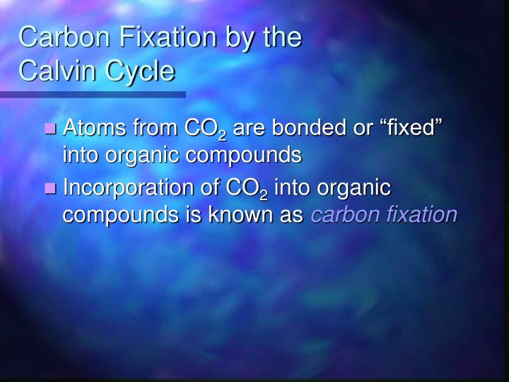 PPT - The Calvin Cycle PowerPoint Presentation - ID:6808242