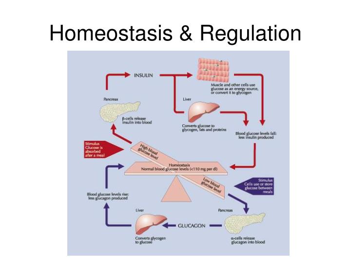 PPT - ENVIRONMENTAL SCIENCE Exam I Powerpoint PowerPoint Presentation ...