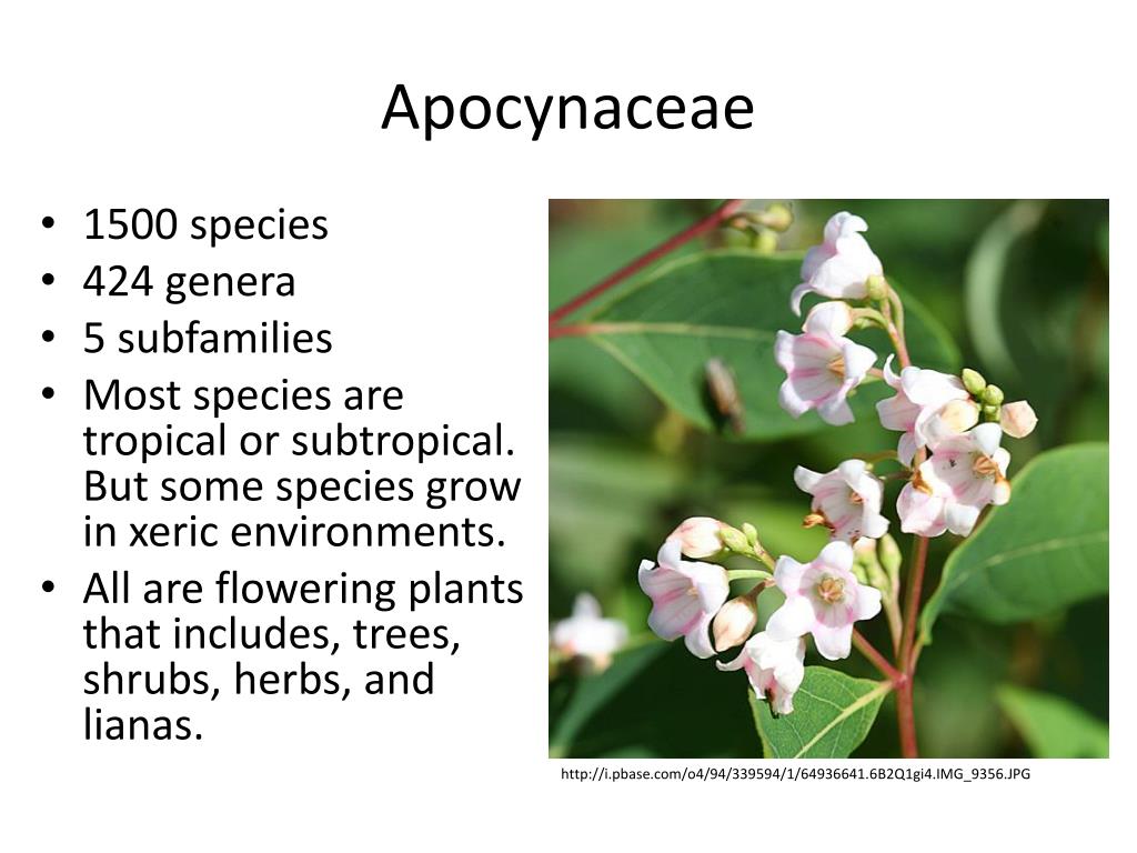 PPT - Family Apocynaceae The Dogbane Family PowerPoint Presentation ...