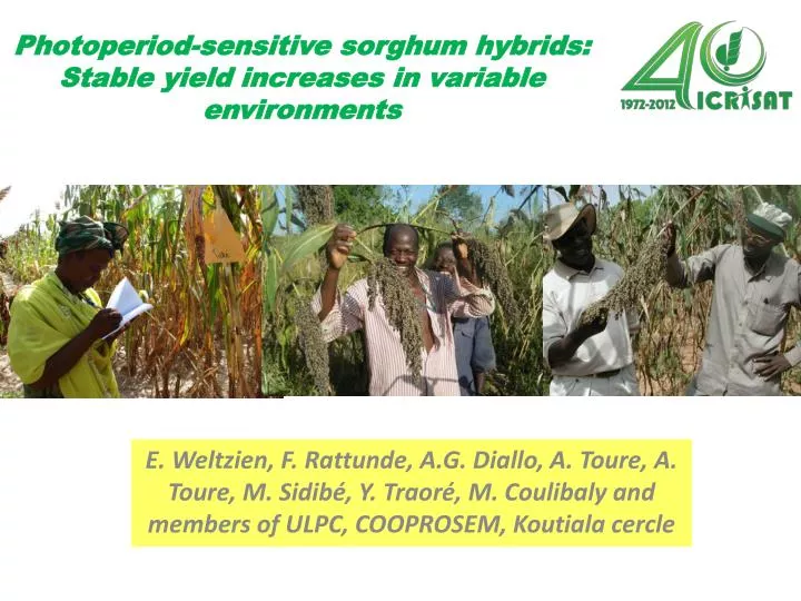 PPT - Photoperiod-sensitive sorghum hybrids: Stable yield increases in ...
