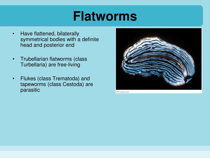 PPT - Chapter 8 Lower Invertebrates PowerPoint Presentation - ID:6810986