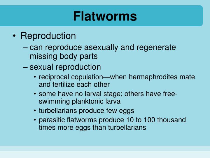 PPT - Chapter 8 Lower Invertebrates PowerPoint Presentation - ID:6810986