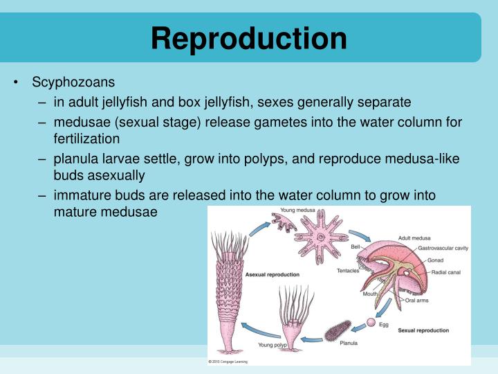 PPT - Chapter 8 Lower Invertebrates PowerPoint Presentation - ID:6810986