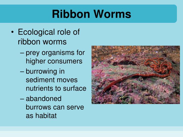 PPT - Chapter 8 Lower Invertebrates PowerPoint Presentation - ID:6810986
