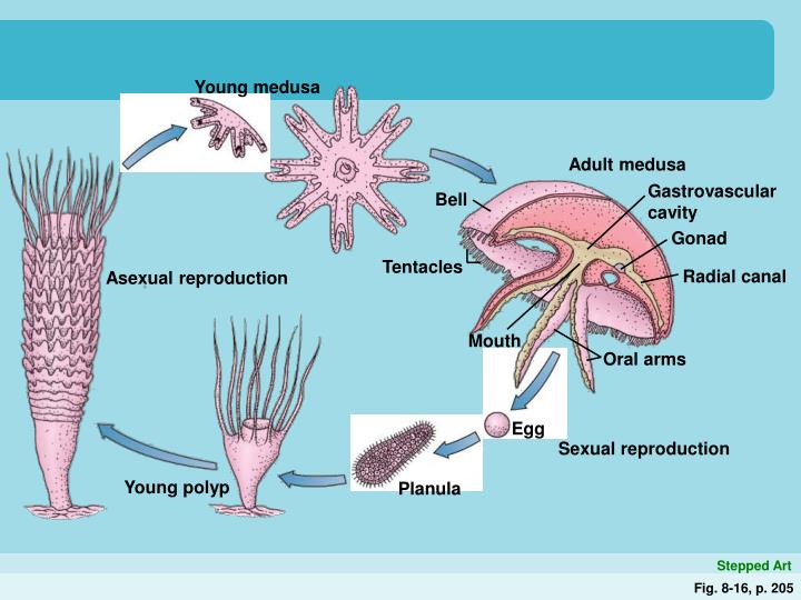 PPT - Chapter 8 Lower Invertebrates PowerPoint Presentation - ID:6810986