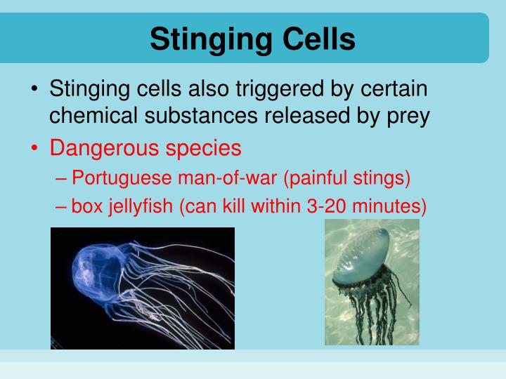 PPT - Chapter 8 Lower Invertebrates PowerPoint Presentation - ID:6810986