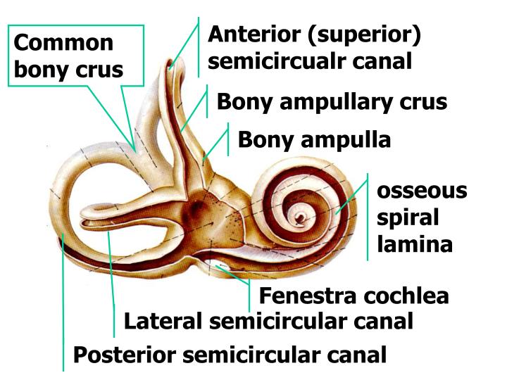 PPT - Vestibulocochlear Organ (Ear) 前庭蜗器 ( 耳 ) PowerPoint Presentation ...