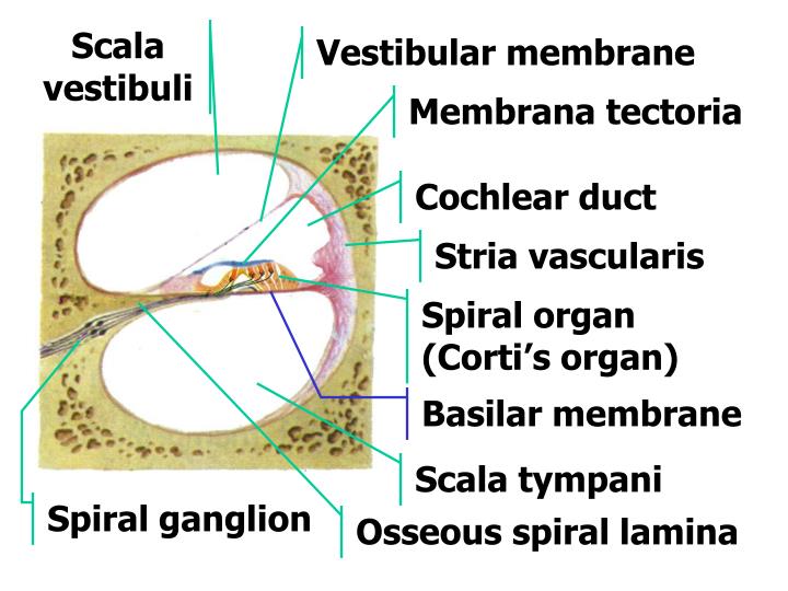 PPT - Vestibulocochlear Organ (Ear) 前庭蜗器 ( 耳 ) PowerPoint Presentation ...