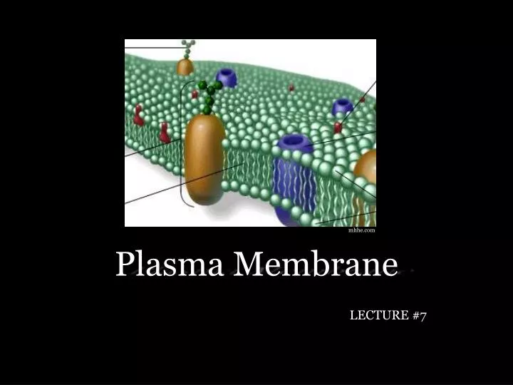 PPT - Plasma Membrane PowerPoint Presentation, free download - ID:6812852