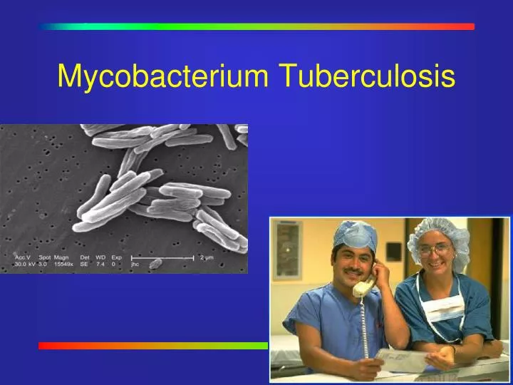 PPT - Mycobacterium Tuberculosis PowerPoint Presentation, free download ...