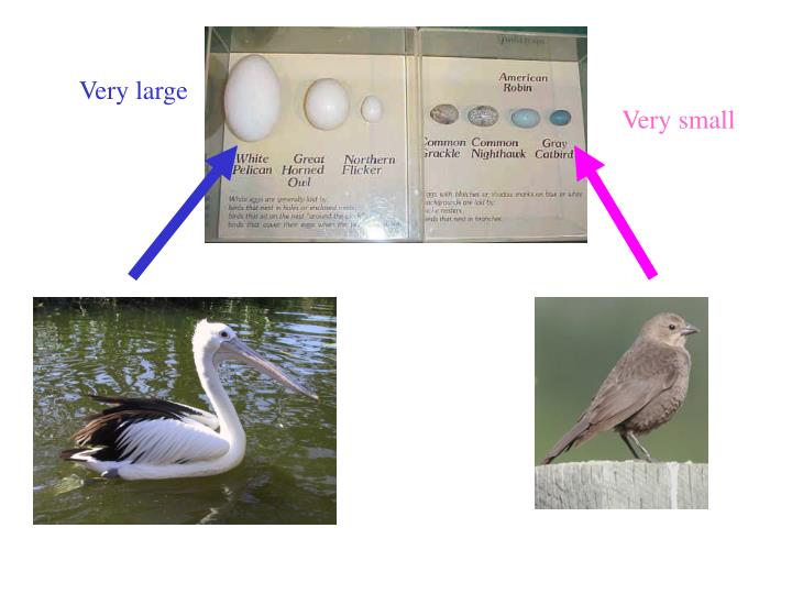PPT - Animals that lay eggs PowerPoint Presentation - ID:6813086