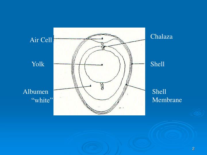 PPT - Eggs PowerPoint Presentation - ID:6814349