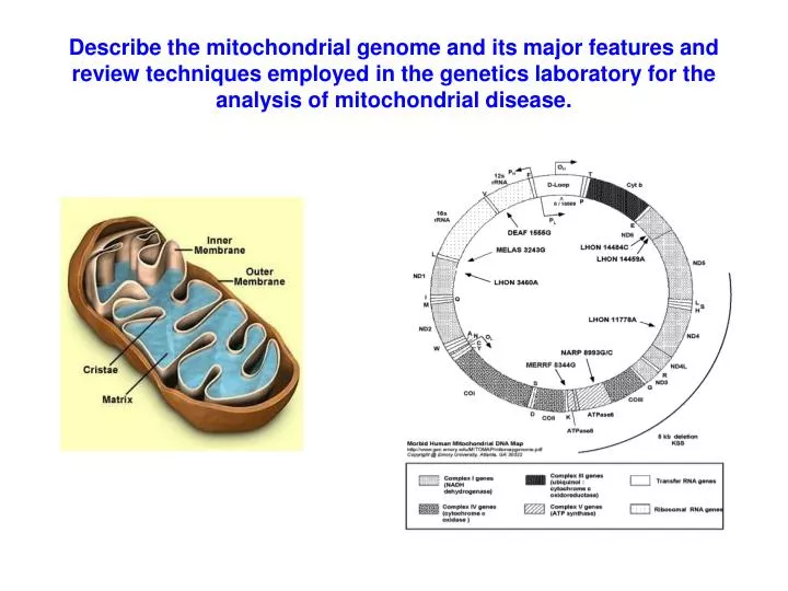 PPT - What are mitochondria? PowerPoint Presentation, free download ...