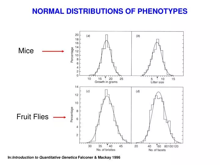 PPT - NORMAL DISTRIBUTIONS OF PHENOTYPES PowerPoint Presentation, free ...