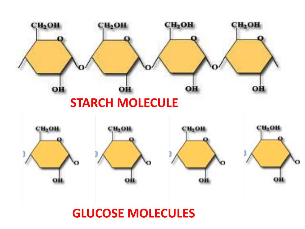 PPT - Importance of Chemistry in Biology: Understanding the Molecules ...