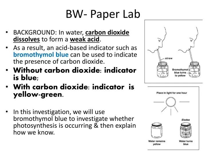 PPT - BW- Paper Lab PowerPoint Presentation, free download - ID:6819620