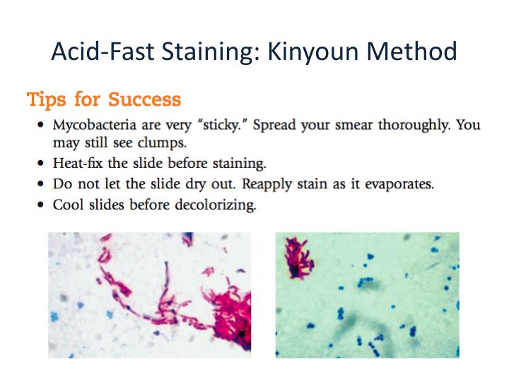 PPT - Lab 3: Visualizing and Identifying Microorganisms: Gram and Acid ...