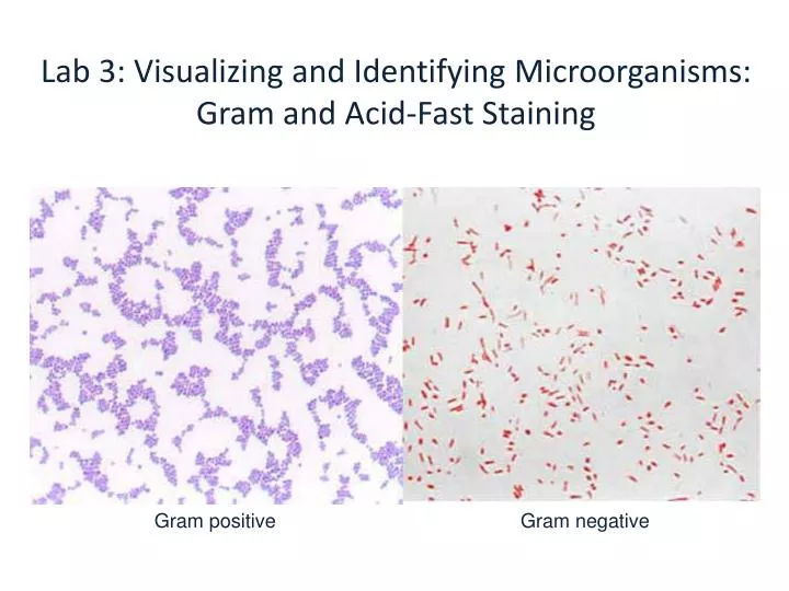 PPT - Lab 3: Visualizing and Identifying Microorganisms: Gram and Acid ...