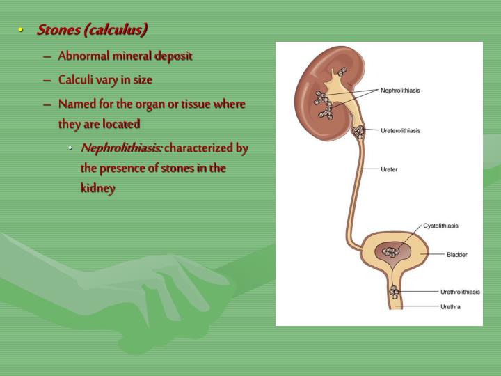 PPT - Chapter 9 Medical Terminology and Chapter 20 Body Structures: THE ...