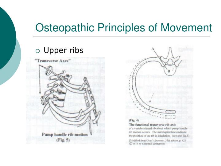 PPT - OMM Ribs Lecture PowerPoint Presentation - ID:6821053