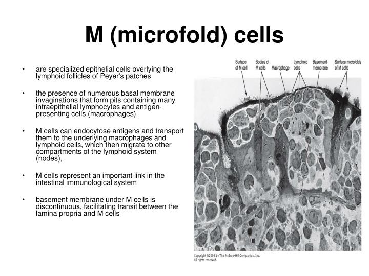 PPT - GI Histology 2 PowerPoint Presentation - ID:6821763