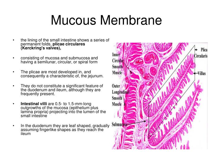 PPT - GI Histology 2 PowerPoint Presentation - ID:6821763