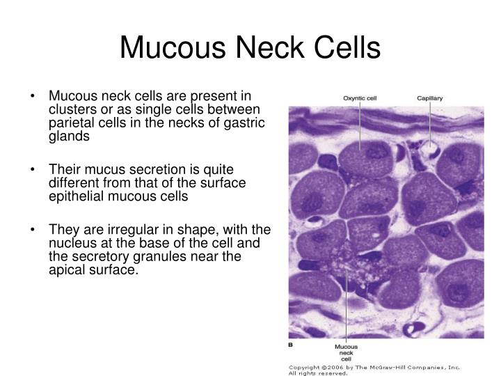 PPT - GI Histology 2 PowerPoint Presentation - ID:6821763