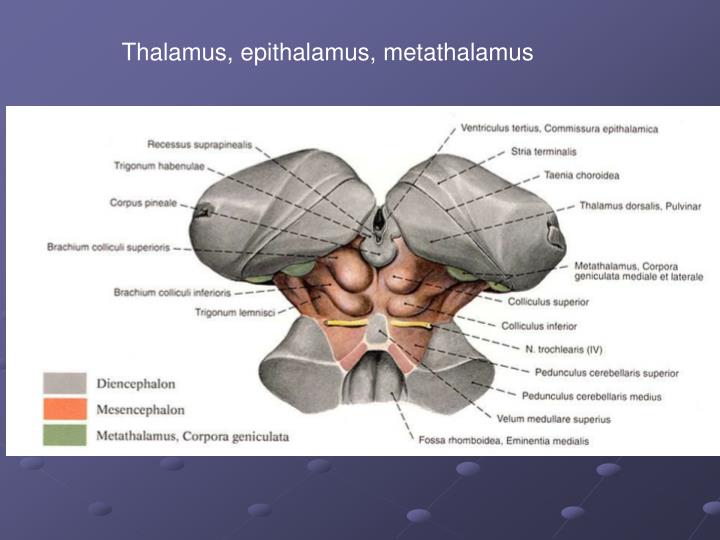 PPT - Diencephalon, III. ventricle Dr Gallatz Katalin PowerPoint ...