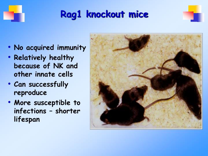 PPT - T cells NK cells Activating and inhibitory receptors Immune ...