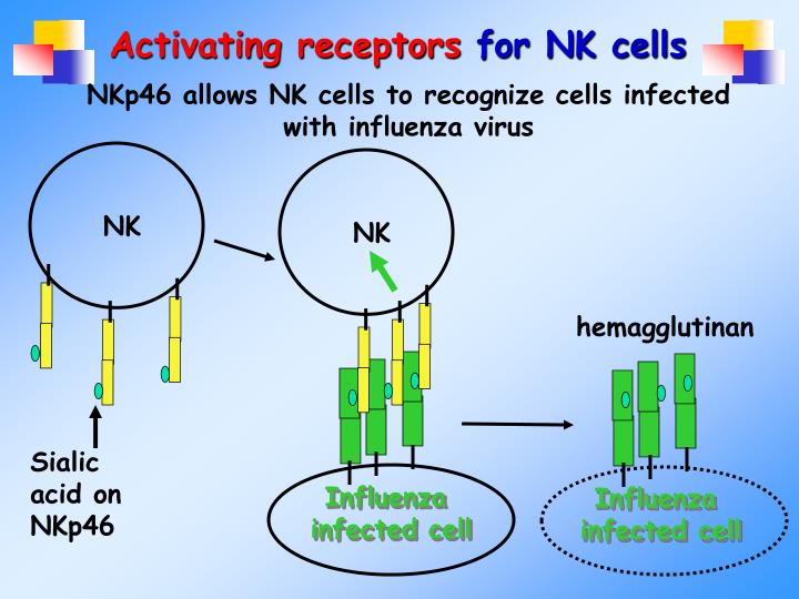 PPT - T cells NK cells Activating and inhibitory receptors Immune ...