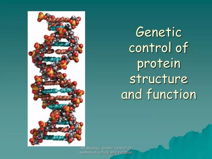 PPT - Genetic control of protein structure and function PowerPoint ...