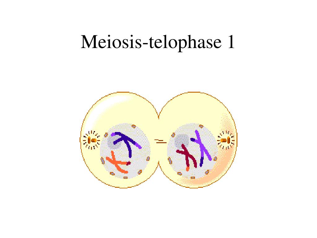 Ppt Occurrence Of Meiotic Cell Division Powerpoint Presentation Free