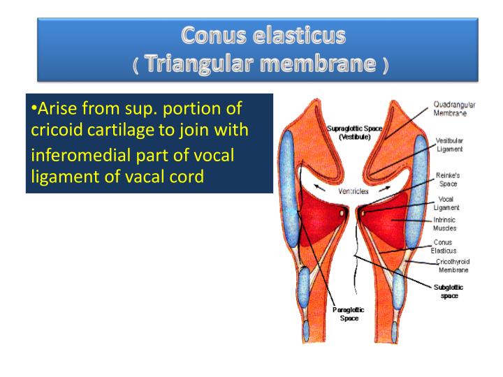 PPT - Conservation laryngeal surgery PowerPoint Presentation - ID:6825162