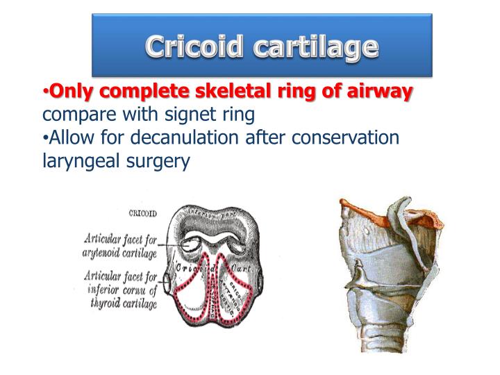 PPT - Conservation laryngeal surgery PowerPoint Presentation - ID:6825162