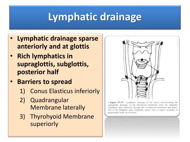 PPT - Conservation laryngeal surgery PowerPoint Presentation - ID:6825162