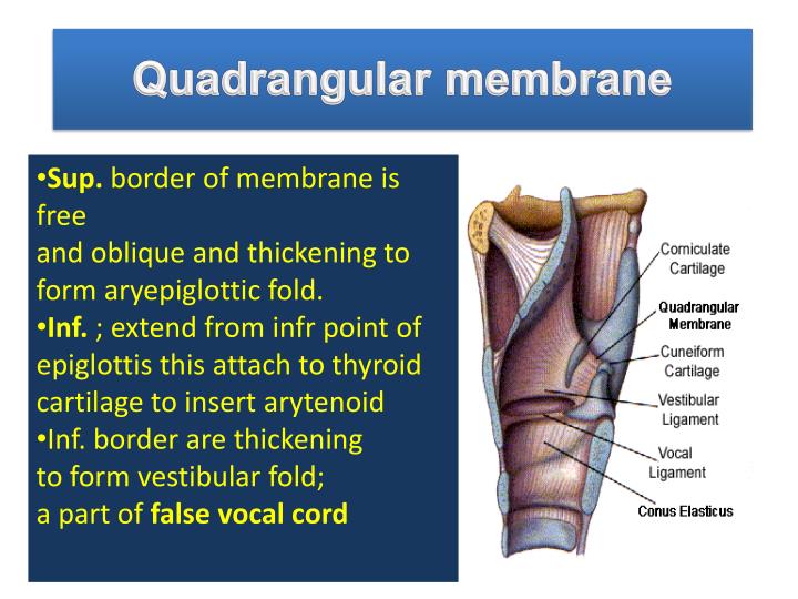 PPT - Conservation laryngeal surgery PowerPoint Presentation - ID:6825162