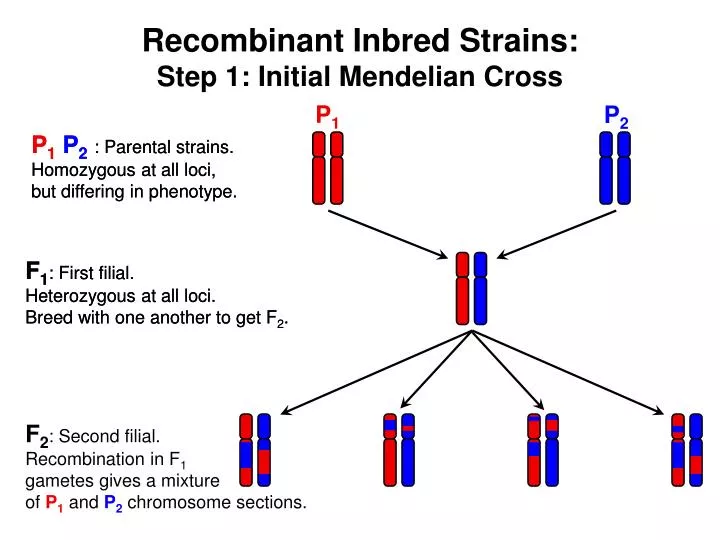 PPT - P 1 P 2 : Parental strains. Homozygous at all loci, but differing ...